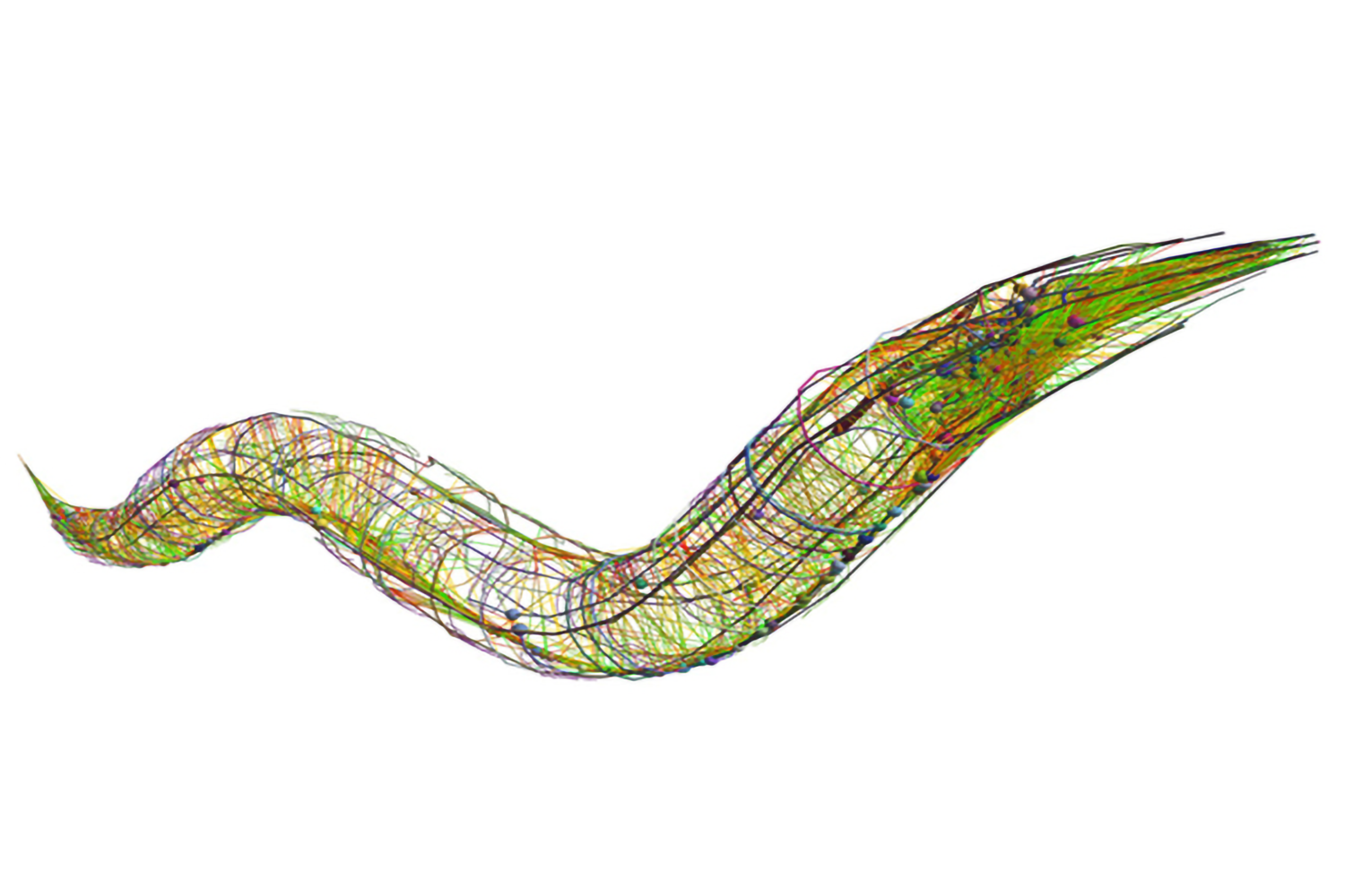 Research Shows Serotonin s Effects On Simple Animal At Molecular To