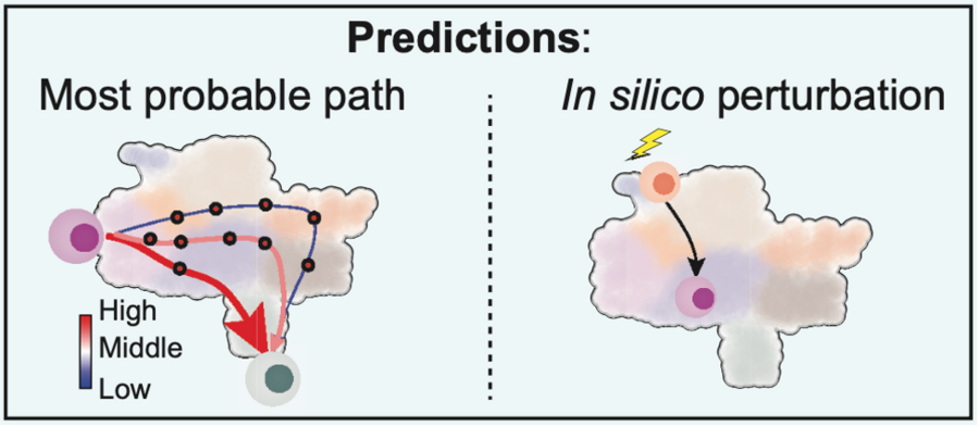 New Computational Tool Predicts Cell Fates And Genetic Perturbations